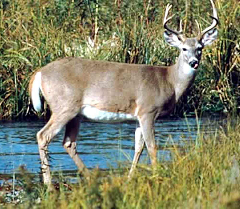 Deer sharpshooting operation ends in Mt. Lebanon - The Almanac